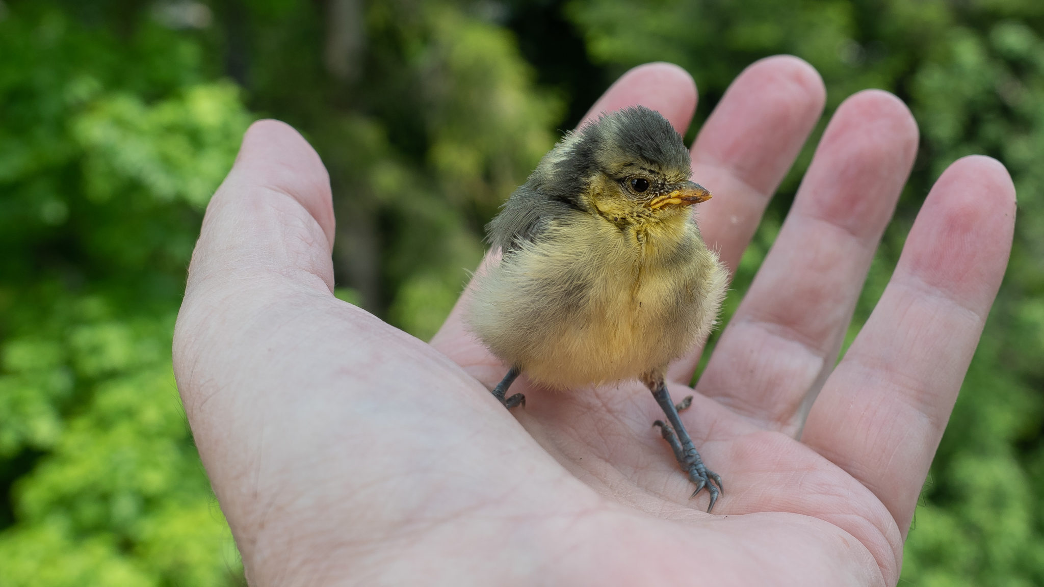 Blaumeisen Babys als Untermieter - Meine Foto Welt