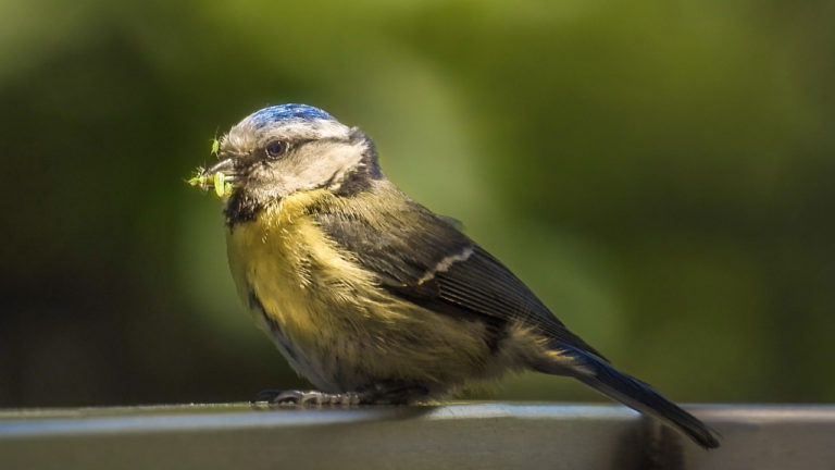 Blaumeisen Babys als Untermieter - Meine Foto Welt